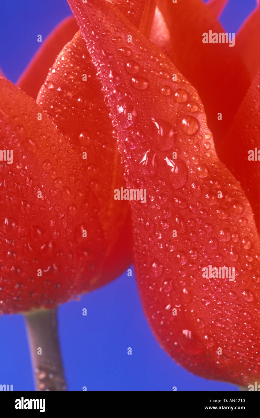 Tulipa 'Jane Packer' Stock Photo - Alamy