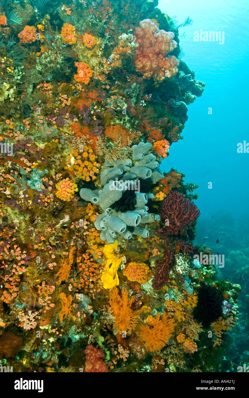 Reef scenic with colorful colors sponges and other invertebrates Komodo ...