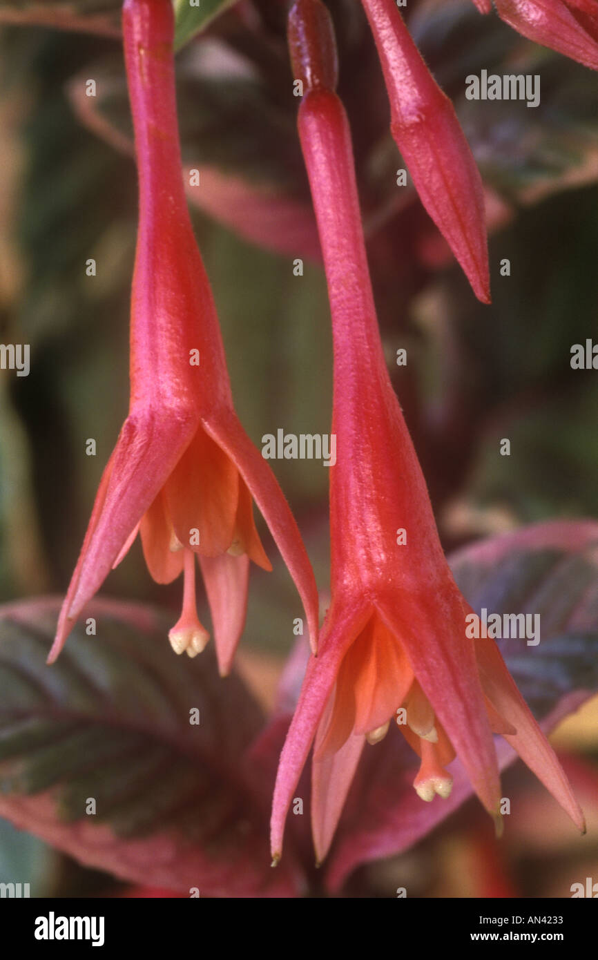 Firecracker fuchsia hi-res stock photography and images - Alamy