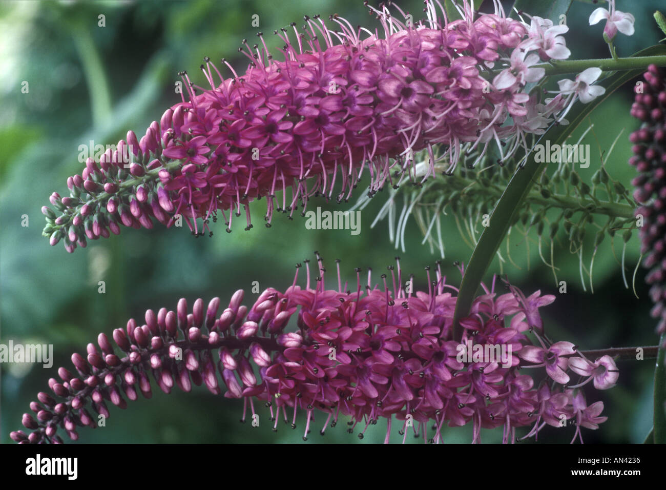 Pink hebes hi-res stock photography and images - Alamy