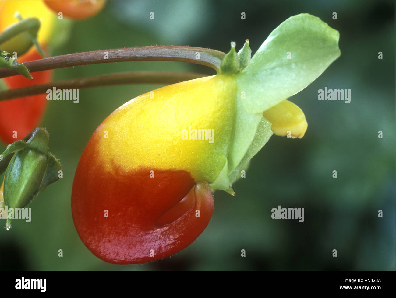 Impatiens niamniamensis.(Balsam Busy Lizzie Congo cockatoo, parrot ...