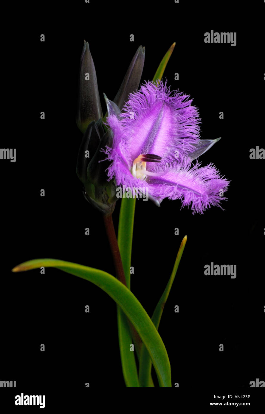 Fringe lily hi-res stock photography and images - Alamy