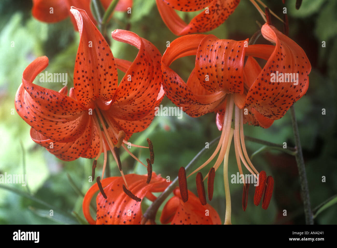Lilium davidii. Division 9 Lily Stock Photo - Alamy