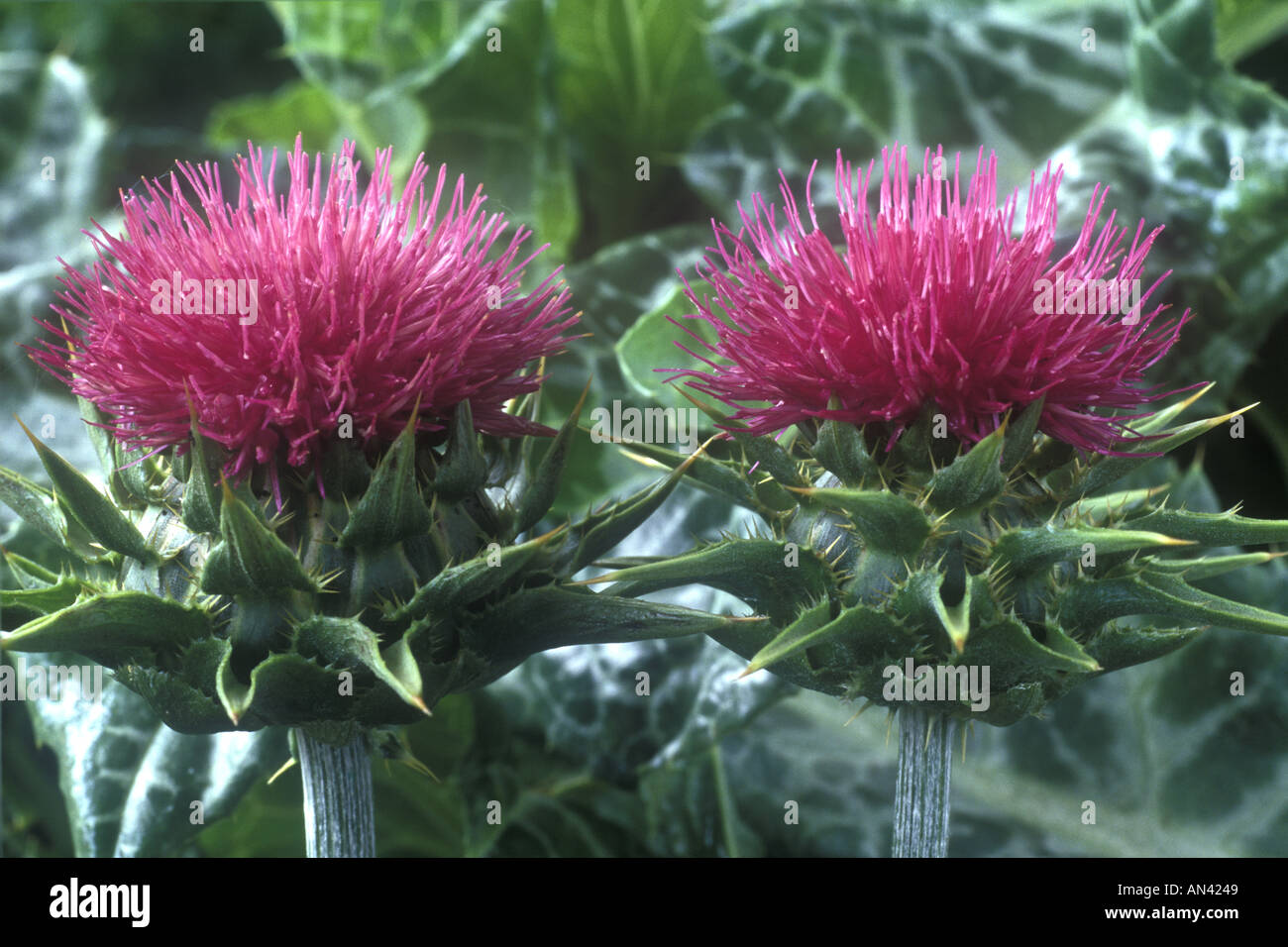 Marianums hi-res stock photography and images - Alamy