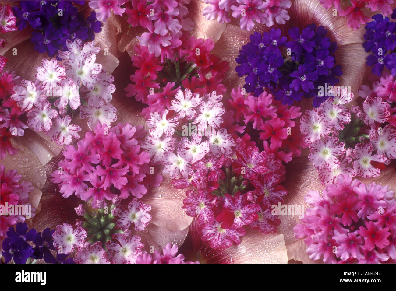Gardens verbenas plants flowers hi-res stock photography and images - Alamy
