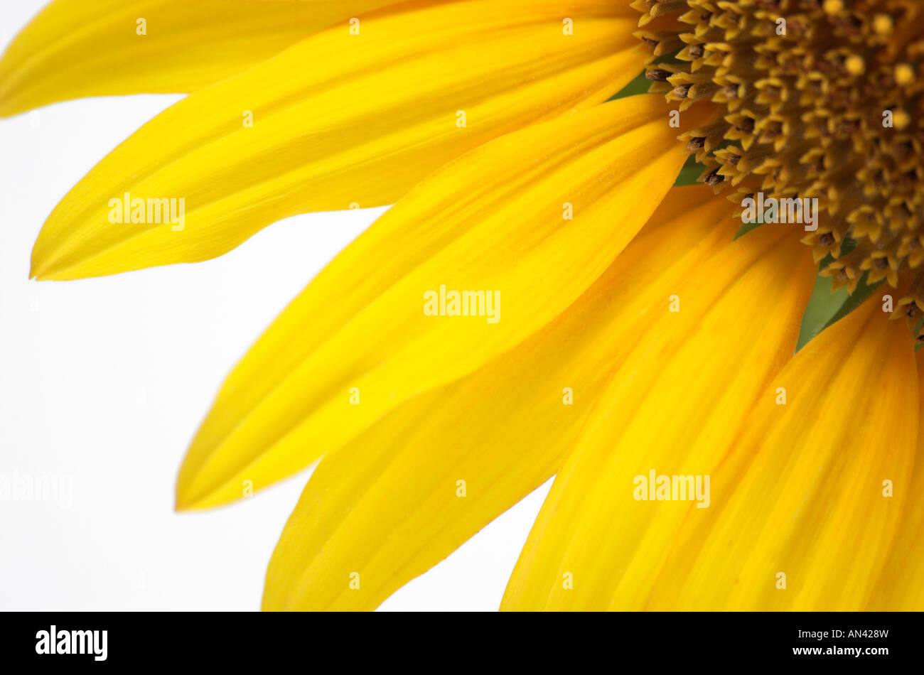 Common Sunflower Petals Close up Stock Photo - Alamy