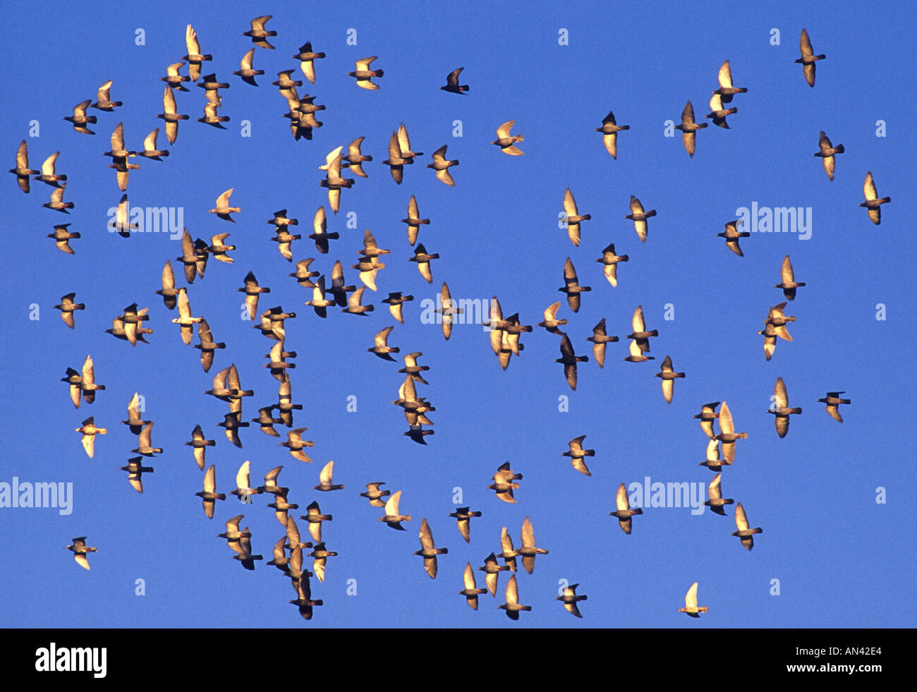 Racing pigeon australia hi-res stock photography and images - Alamy