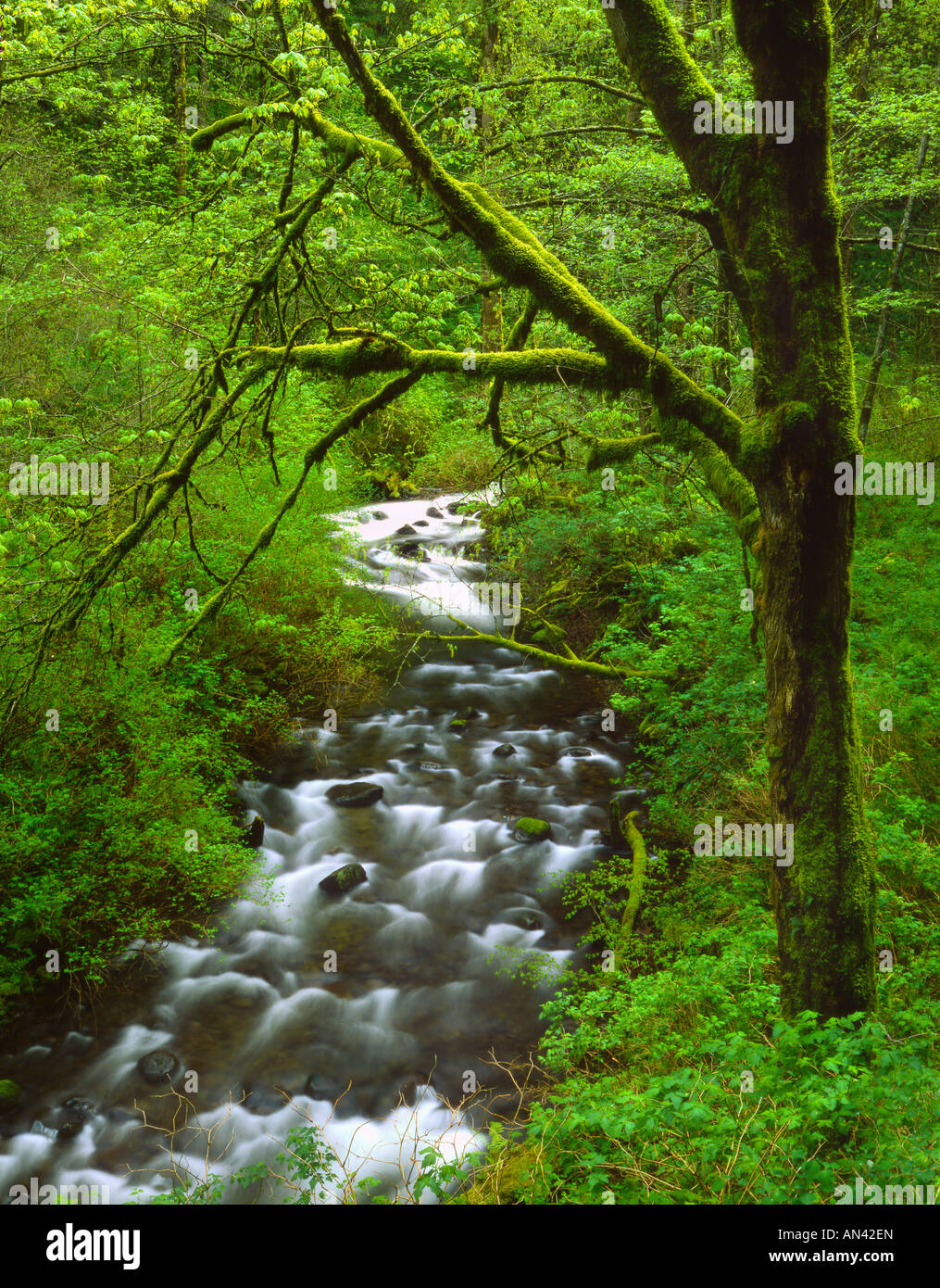 Oregon, Columbia River Gorge National Scenic Area, Mt Hood National ...