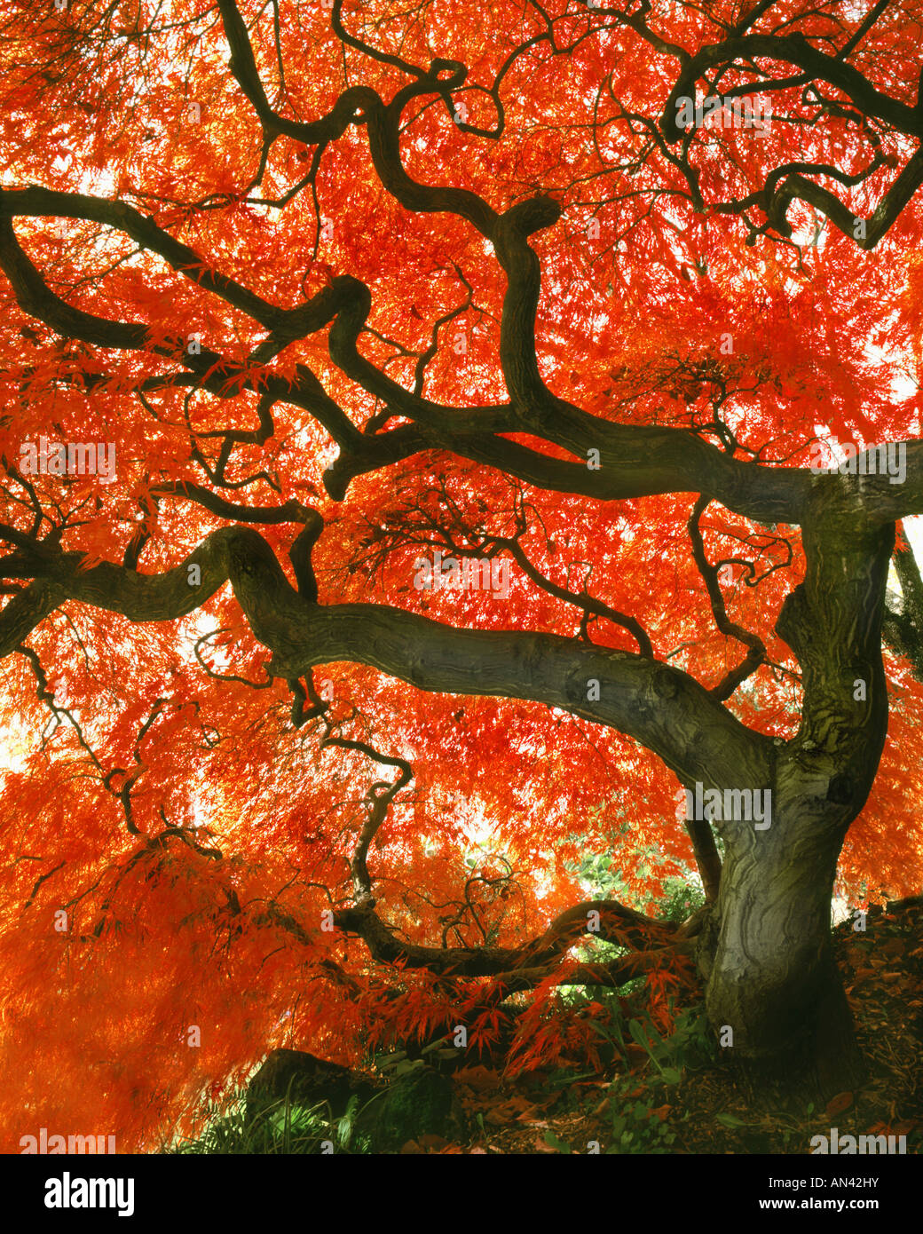 USA, Oregon, Portland, Underside of Japanese maple tree in garden Stock ...
