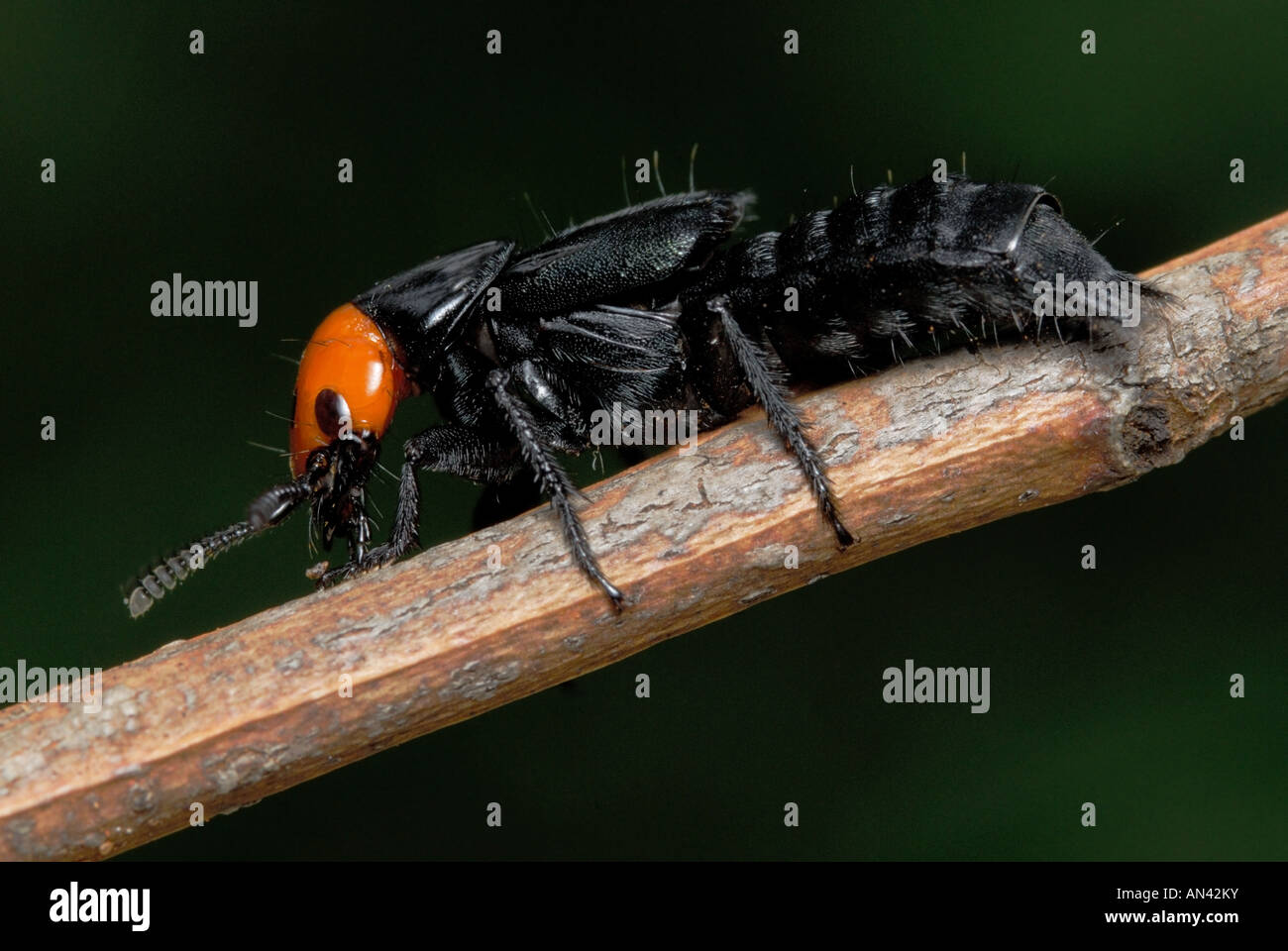 Black head australia hi-res stock photography and images - Alamy