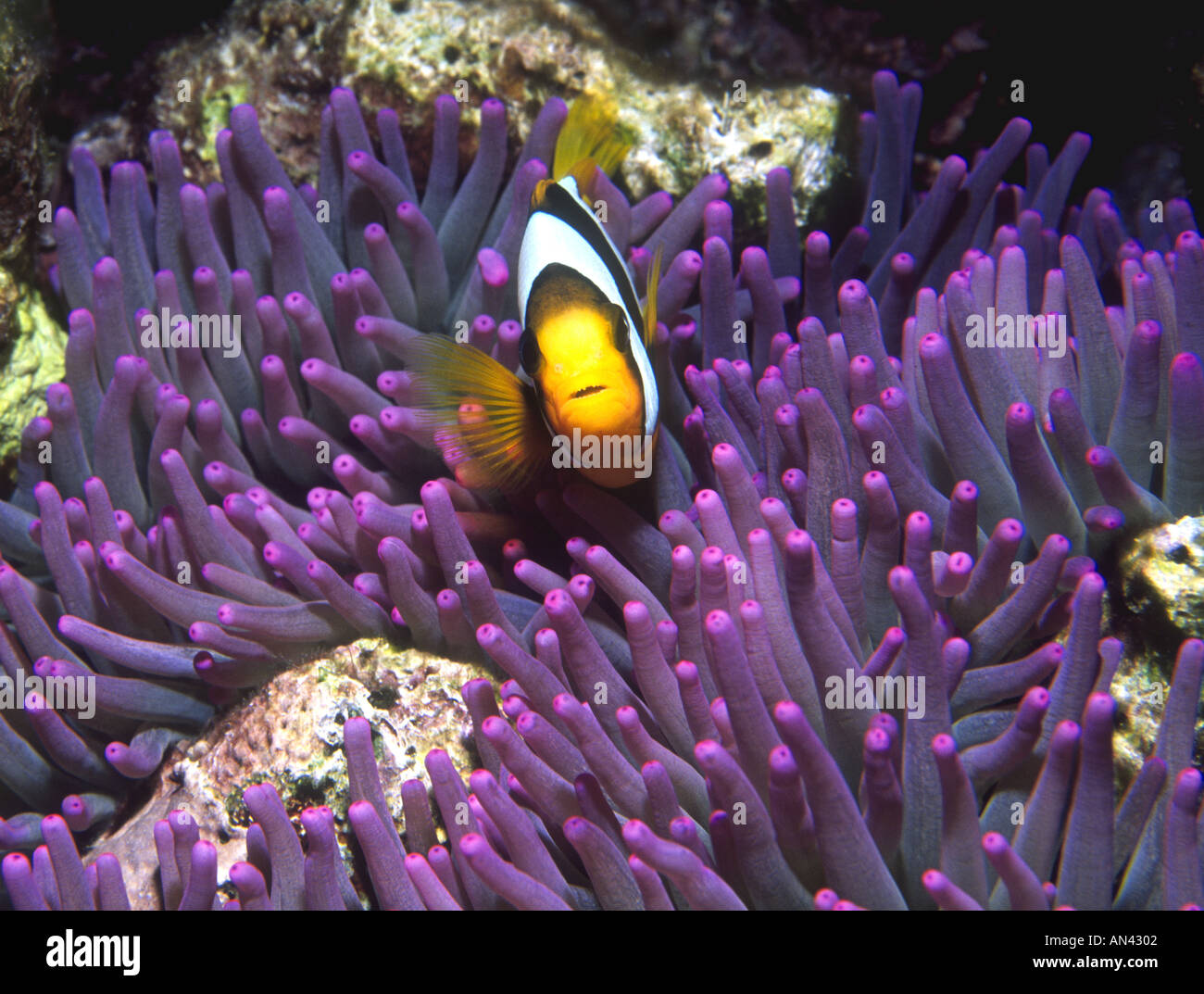 Clarkii anemone fish swimming hi-res stock photography and images - Alamy