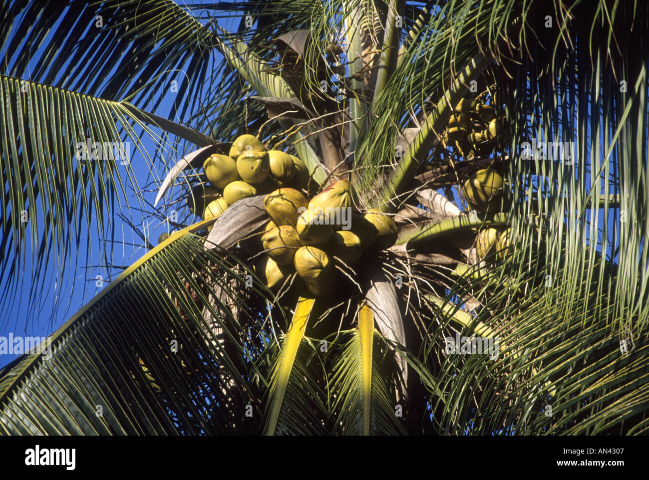 Growing coconuts hi-res stock photography and images - Alamy