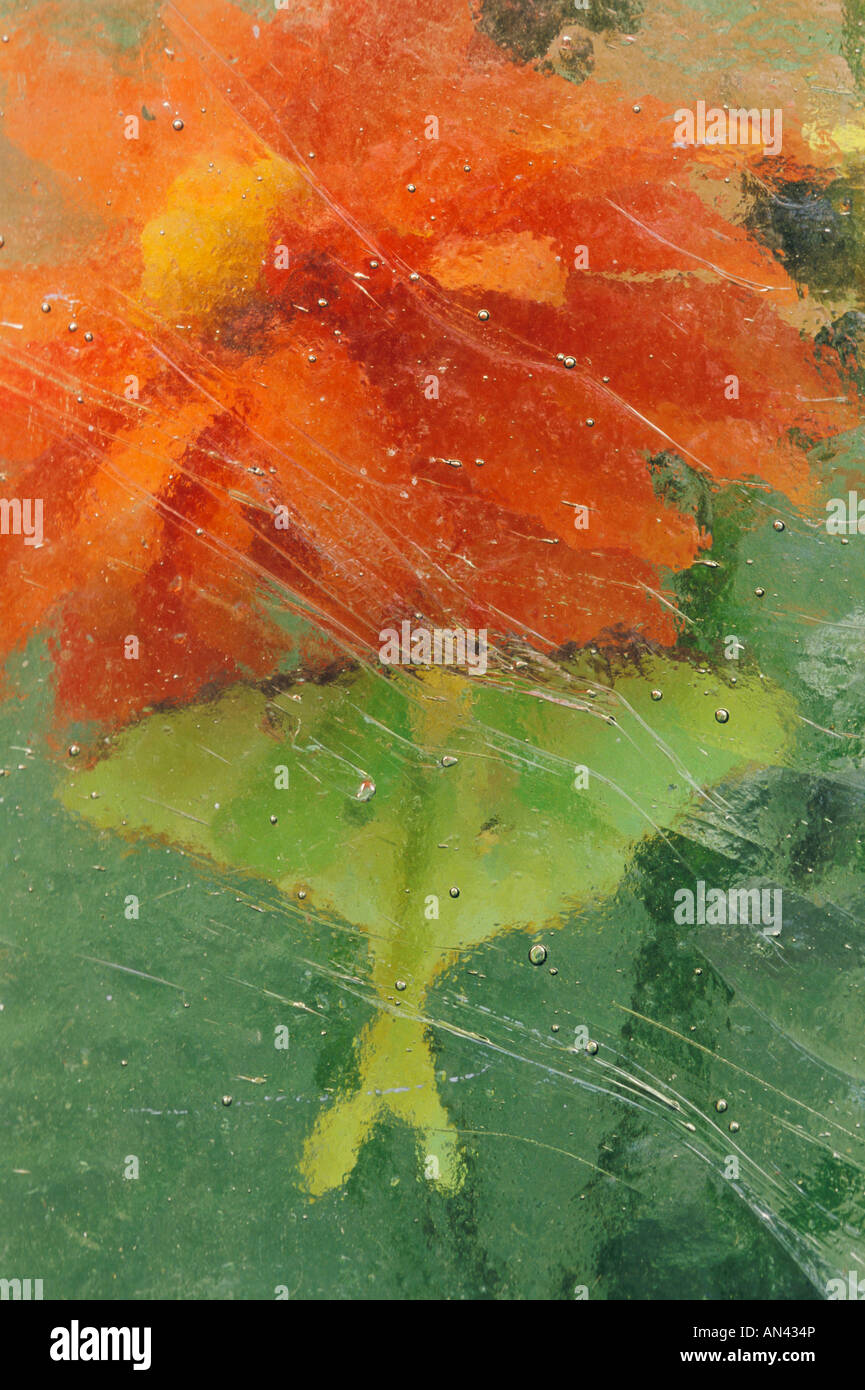 USA, Pennsylvania, Luna moth on orange dahlia behind glass Stock Photo ...