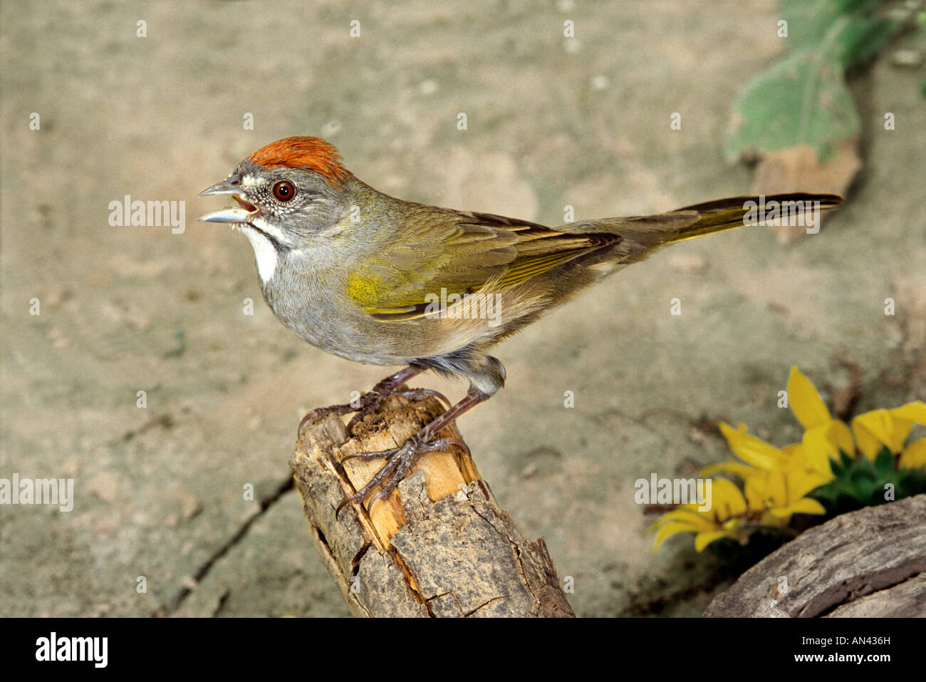 Green-tailed Towhee Pipilo chlorurus Marana Pima Co ARIZONA United ...