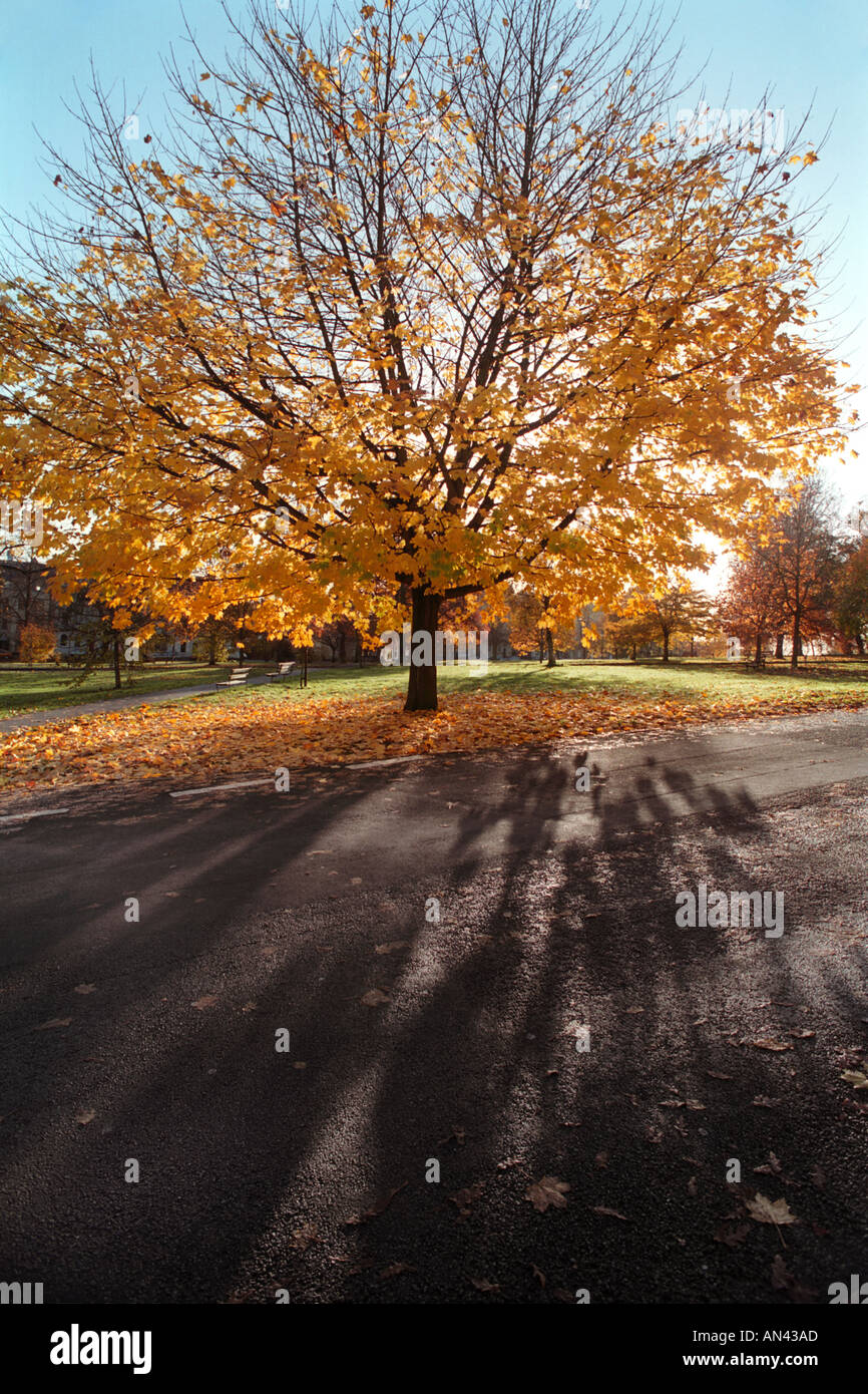 A tree shedding its leaves during autumn in a park in Clifton Bristol ...