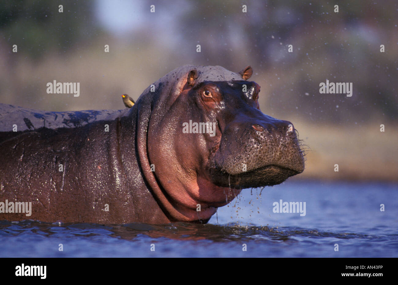 Hippos back hi-res stock photography and images - Alamy