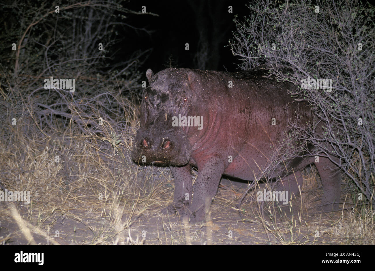 Hippo at night while feeding on vegetation out of the water Stock Photo ...