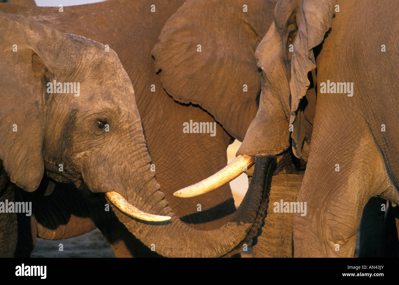 Elephant greeting close-up Stock Photo - Alamy