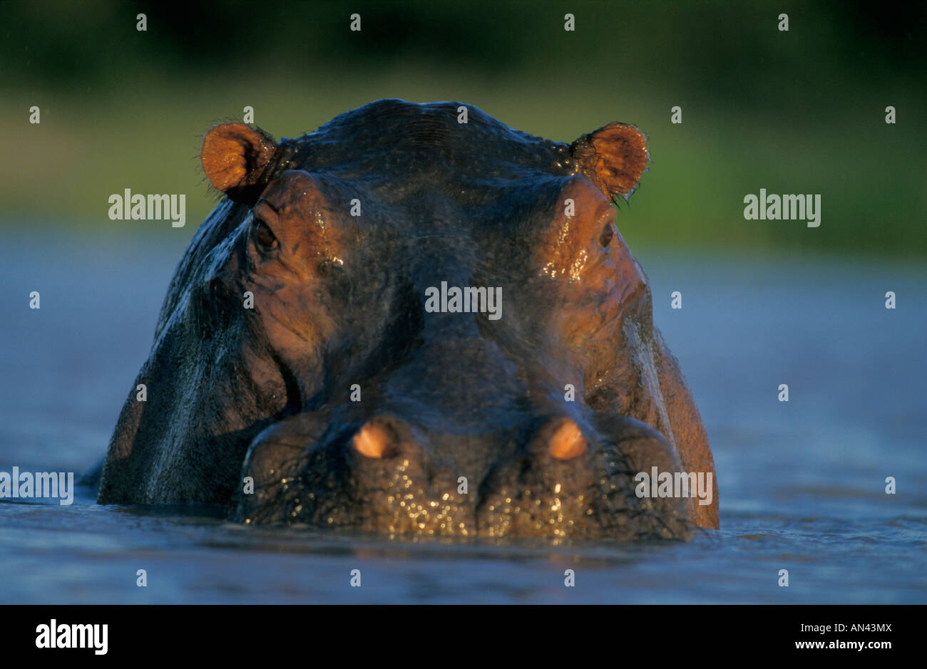 Close-up of a hippo (Hippopotamus amphibius) in the water staring ...