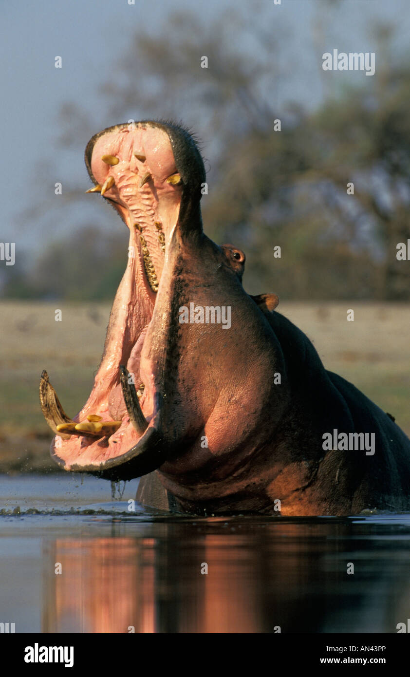 Hippo (Hippopotamus amphibius) yawning / gaping threat / aggression ...
