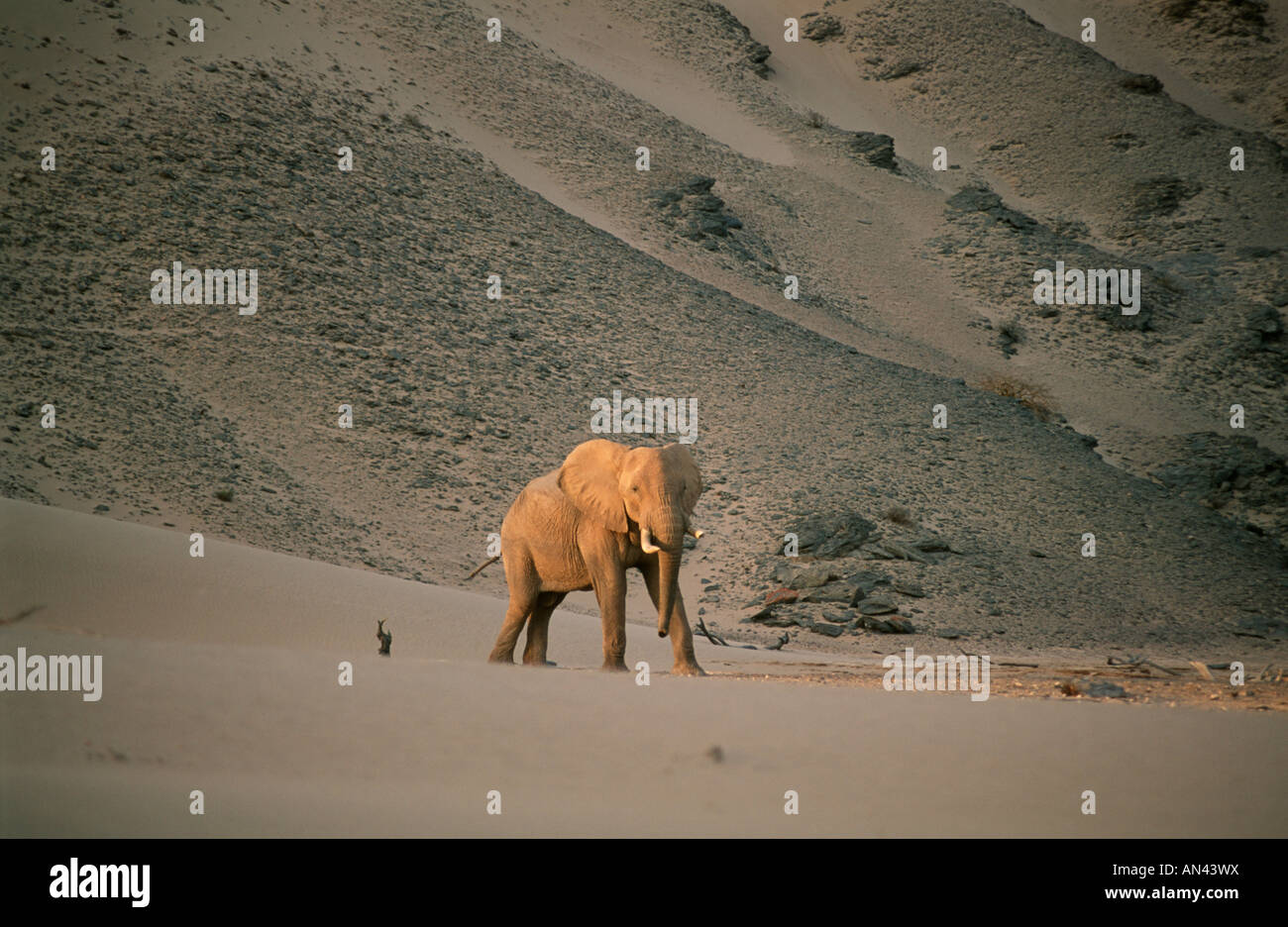 A scenic view of a lone desert elephant (Loxodonta africana) standing ...