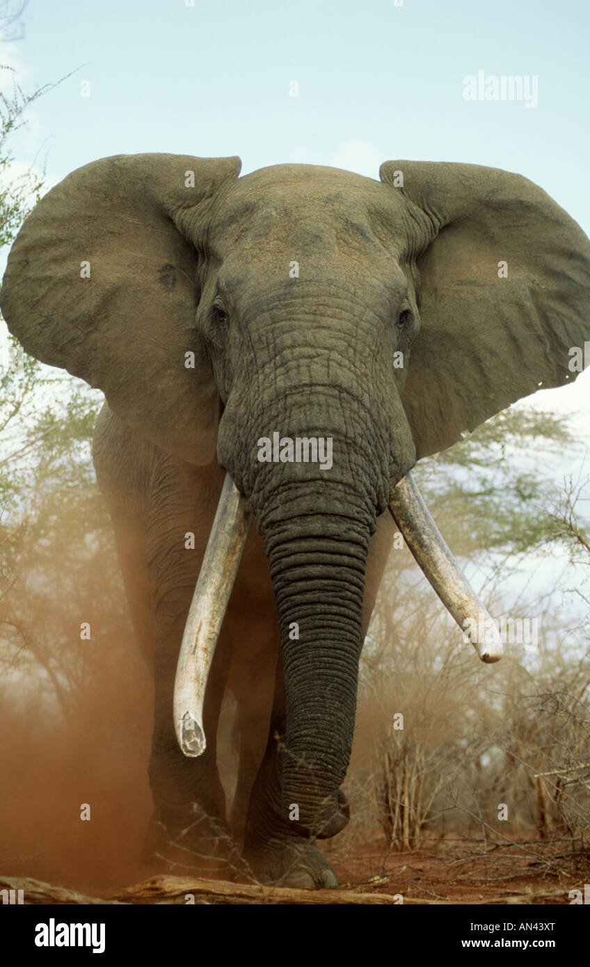 Elephant charging hi-res stock photography and images - Alamy Elephant charging hi-res stock photography and images - Alamy