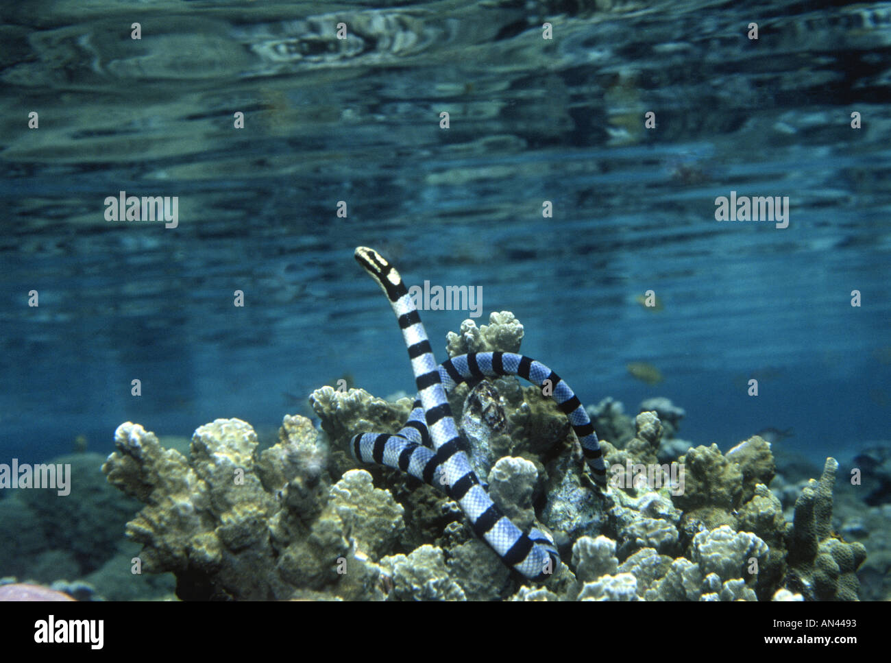 Banded Sea Krait, Laticauda colubrina swimming over coral reef Stock ...