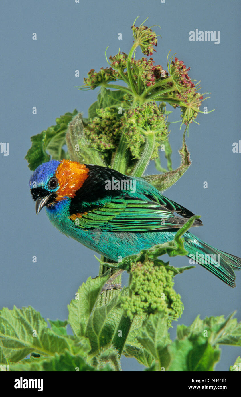 Red necked tanager tangara cyanocephala hi-res stock photography and ...