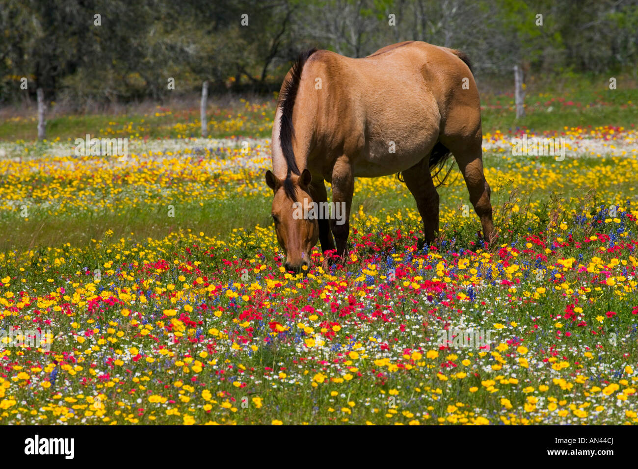 Quarter Horse in field of wildflowers near Cuero Texas springtime Stock ...