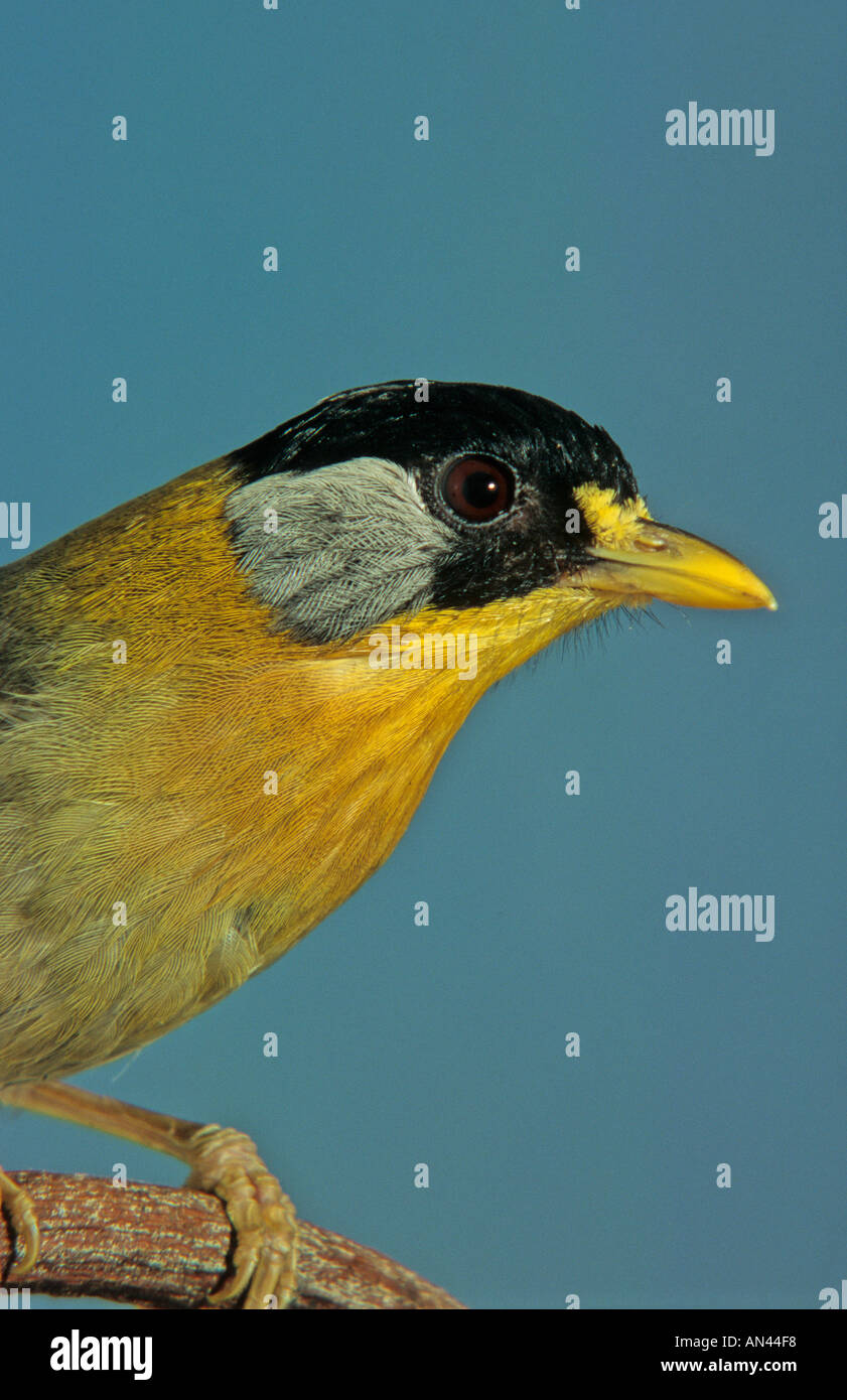 Silver birds hi-res stock photography and images - Alamy