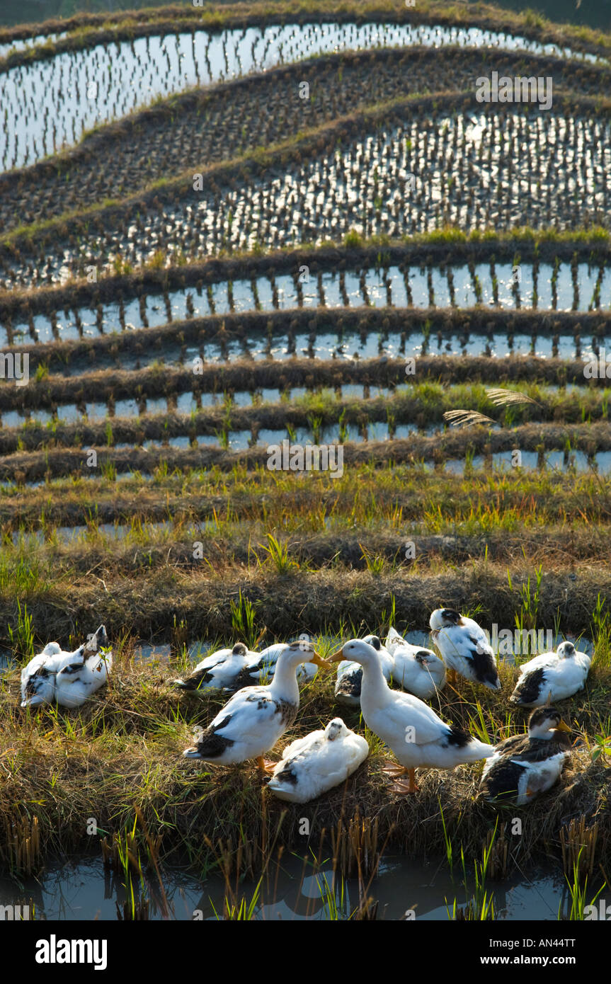 China Guangxi Dragon Backbone Rice Terraces Longji Titian close up of ...
