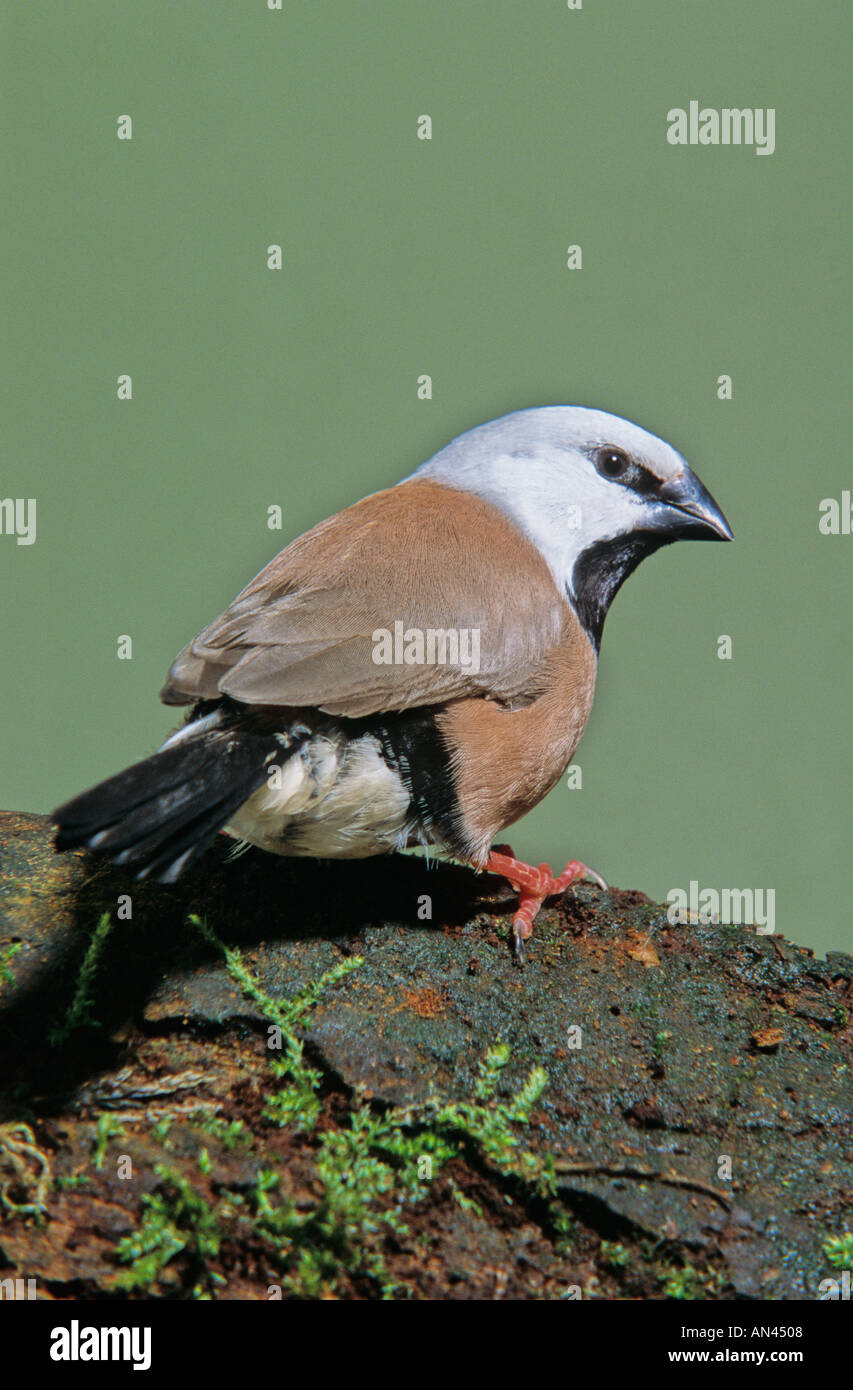 Black throated finch. Parson Finch (Peophila cincta Stock Photo - Alamy