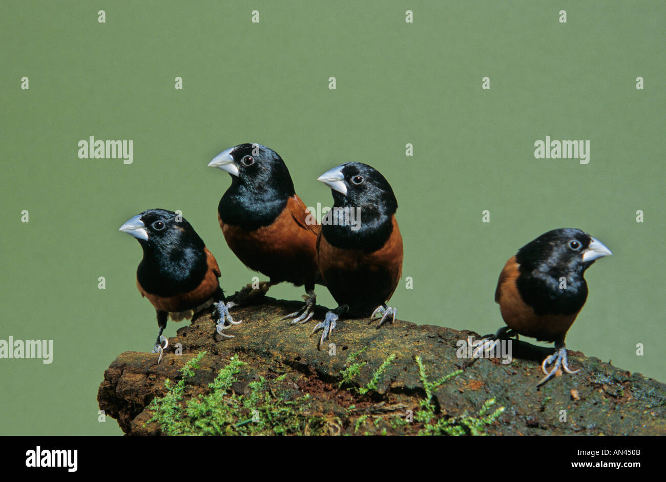 Chestnut munia. Black headed nuns (Lonchura atricapilla Stock Photo - Alamy