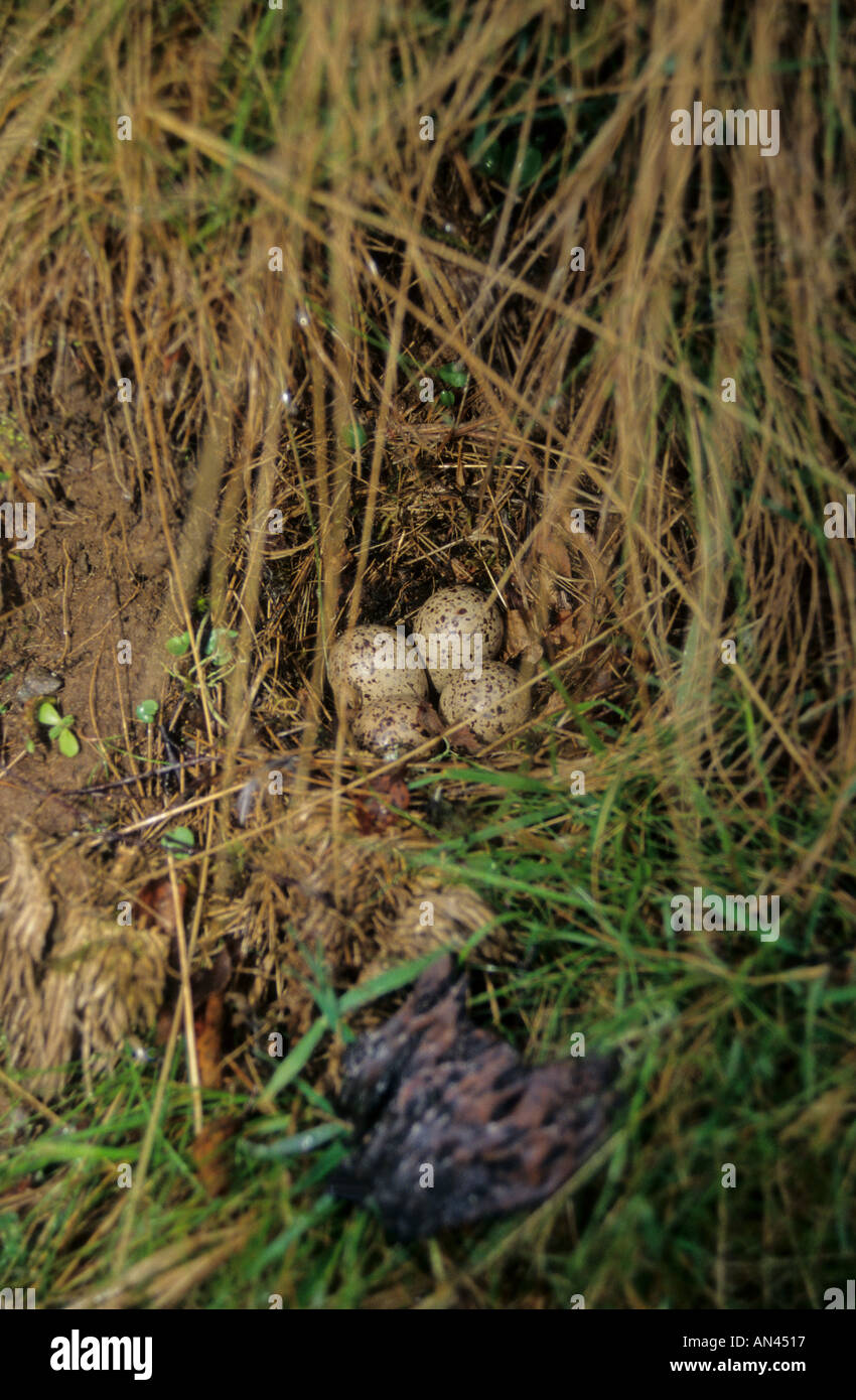 Common Sandpiper nest and eggs (Tringa hypoleucos Stock Photo - Alamy