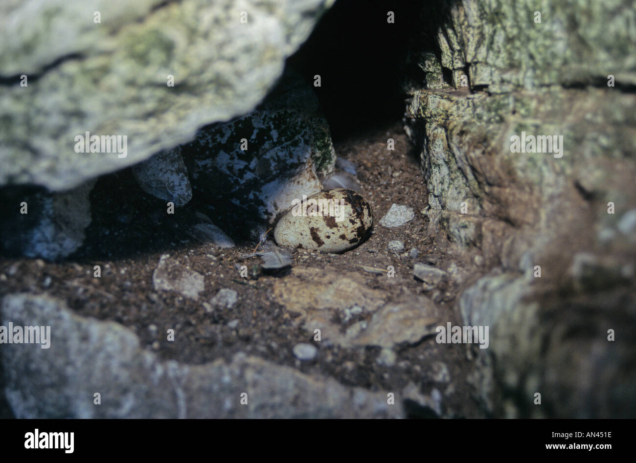 Razorbill nest and egg Alca torda Stock Photo - Alamy