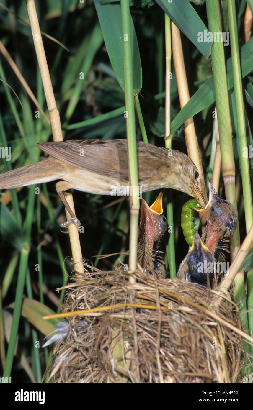 Reed Warbler ( Acrocephalus scirpaceus) feeding chicks at its nest in ...