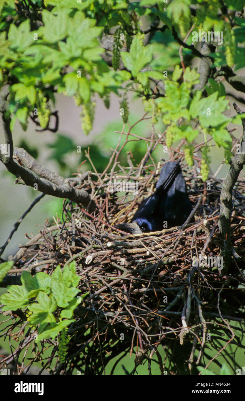 Rooks at their treetop nests.Corvus frugilegus Stock Photo - Alamy