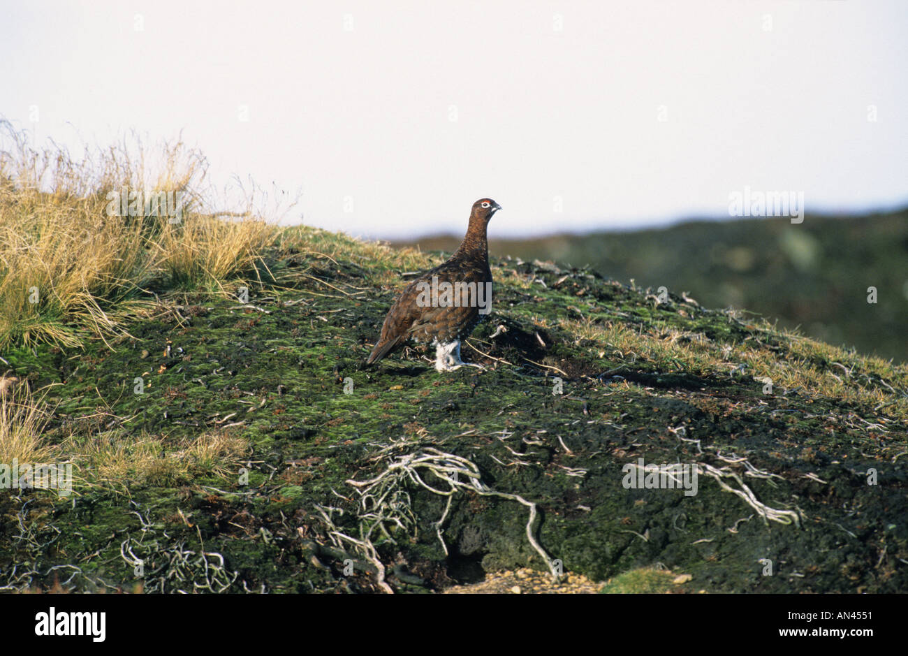 Red grouse whisky hi-res stock photography and images - Alamy