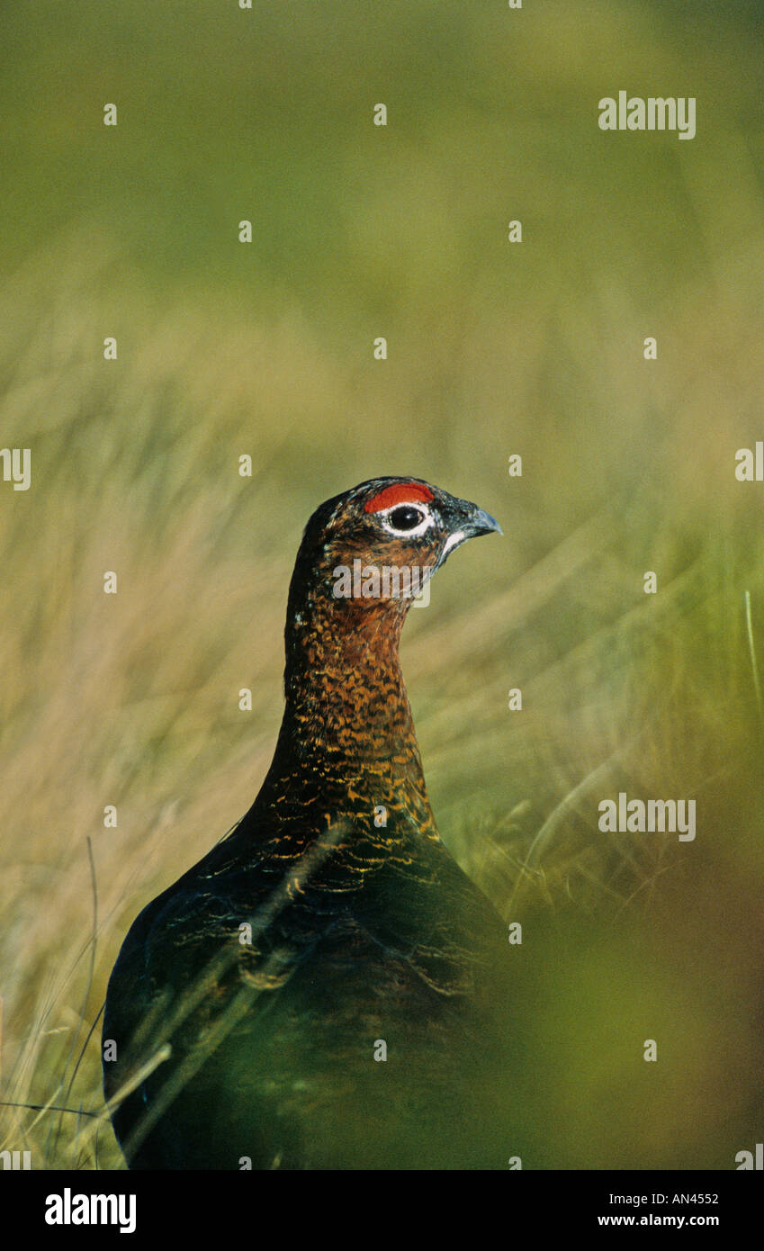 Red grouse whisky hi-res stock photography and images - Alamy