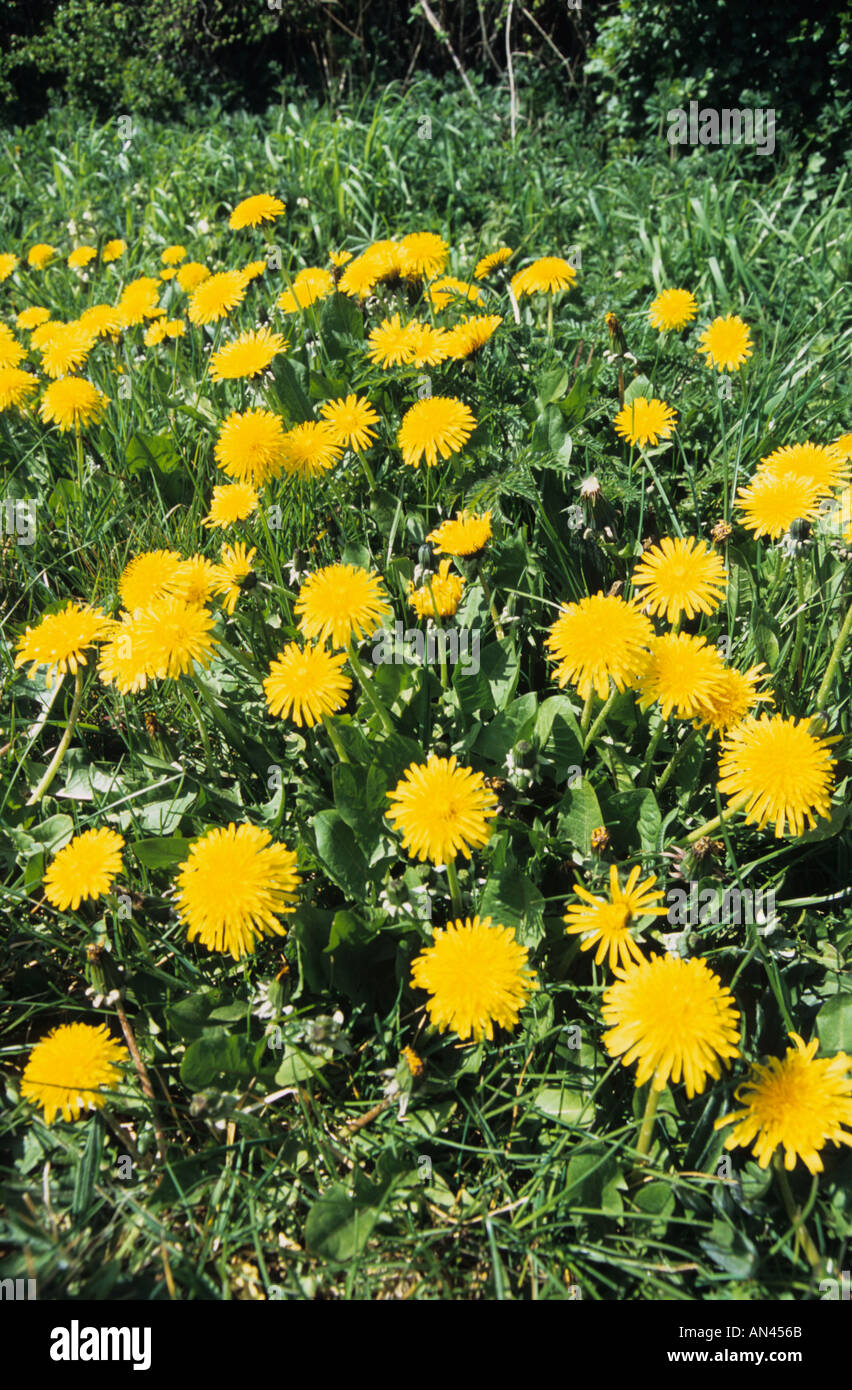 Dandelions growing wild. (Taraxacum officinale Stock Photo - Alamy