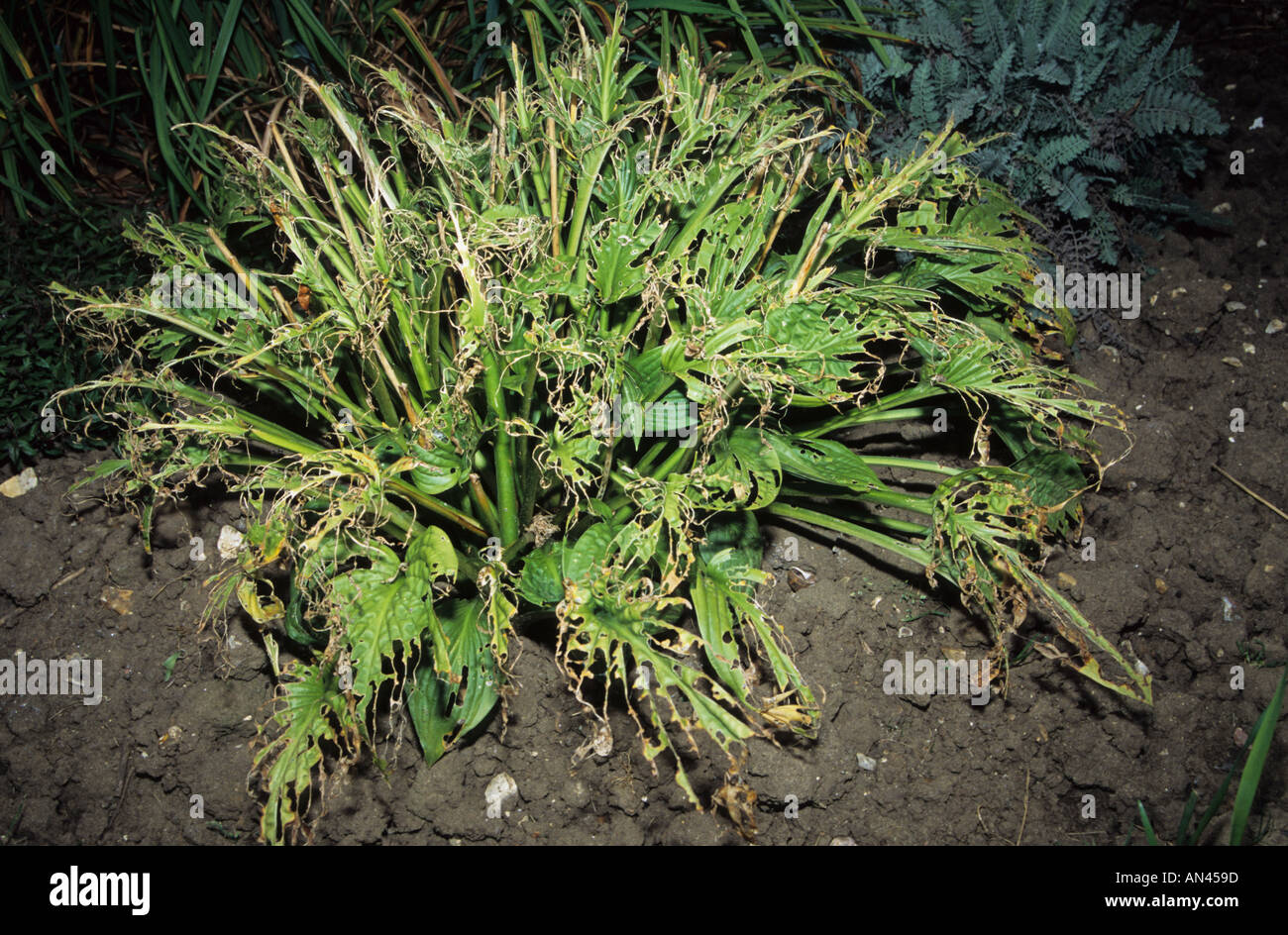 Hosta slug damage hi-res stock photography and images - Alamy