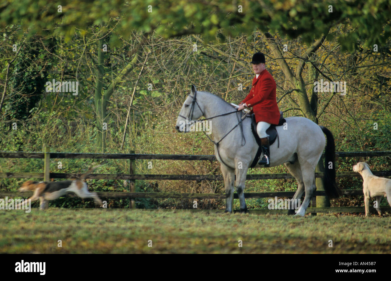 Fox hunting on the Lincolnshire Wolds Stock Photo - Alamy