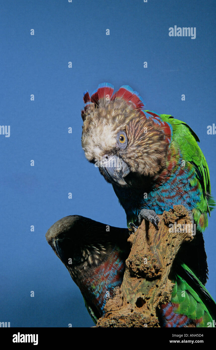 Hawk Headed Parrot Stock Photos & Hawk Headed Parrot Stock Images - Alamy