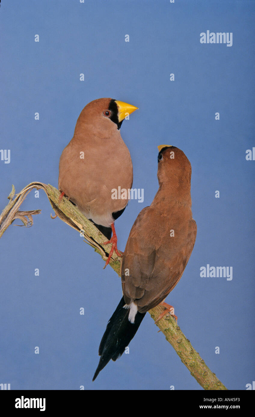 Masked Grassfinch Poephila personata Stock Photo - Alamy