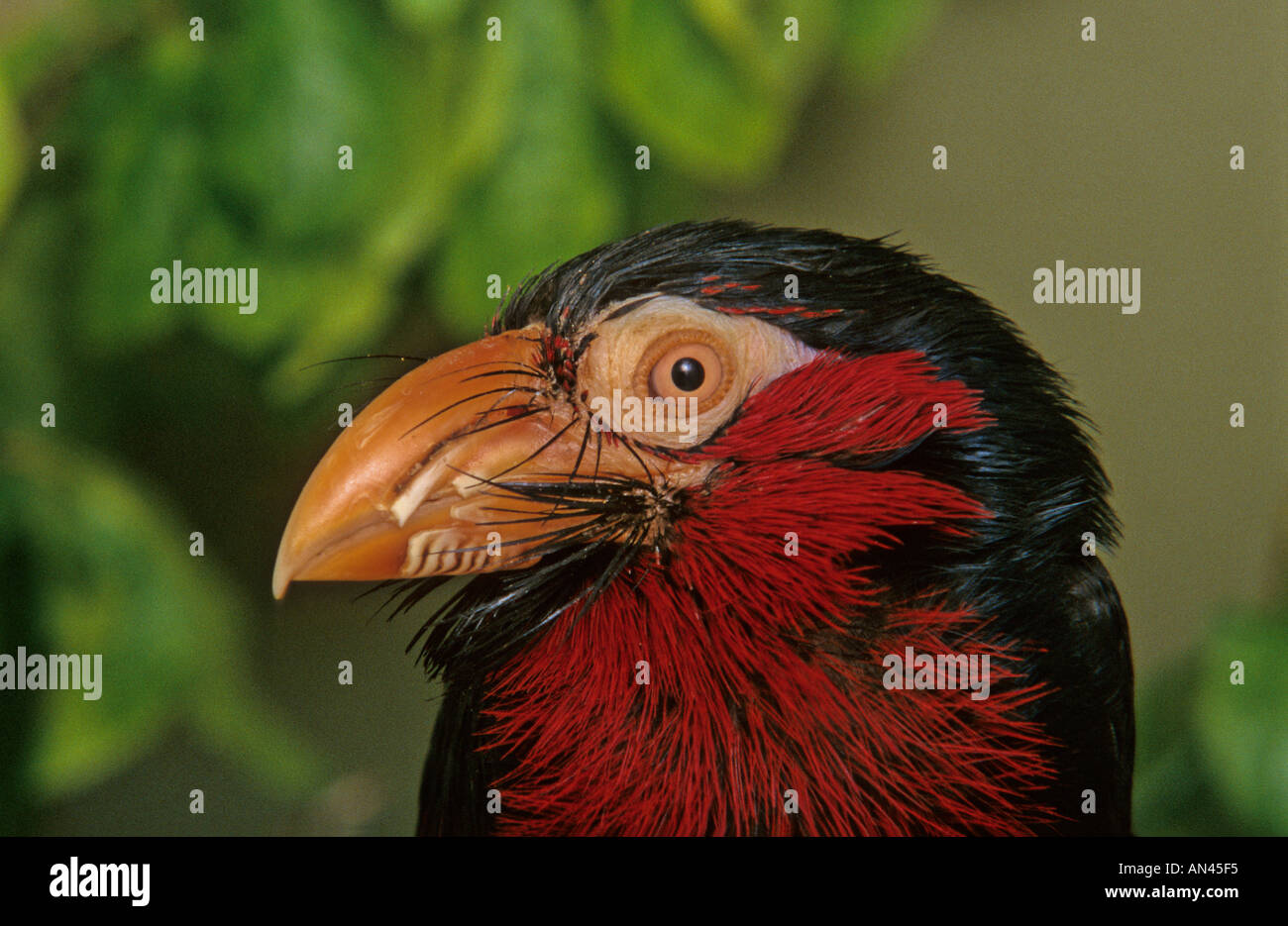 Bearded barbet Lybius dubius. Pogonornis dubius Stock Photo - Alamy