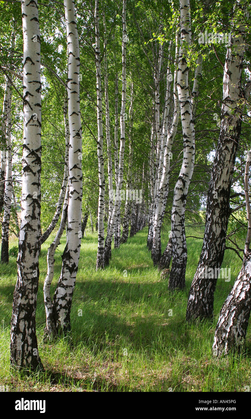 alley in birch forest Stock Photo - Alamy