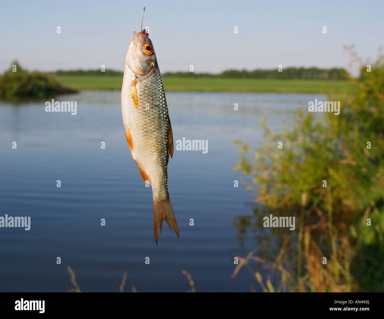 take the bait Stock Photo - Alamy