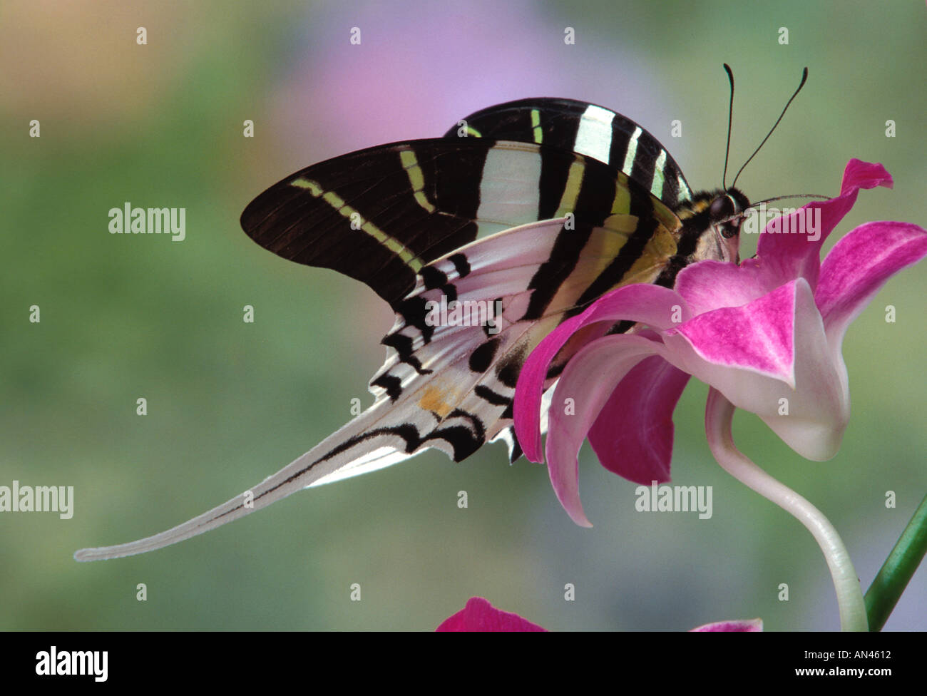 Swordtail hi-res stock photography and images - Alamy