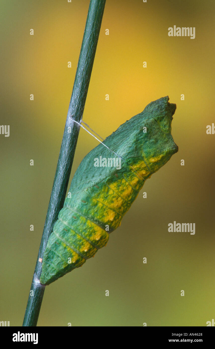 Anise Swallowtail High Resolution Stock Photography and Images - Alamy