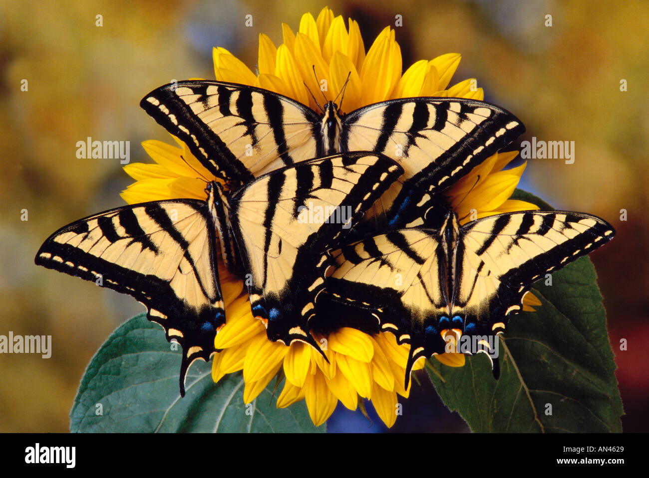 Butterflies known as the western tiger swallowtail or papilio rutulus ...